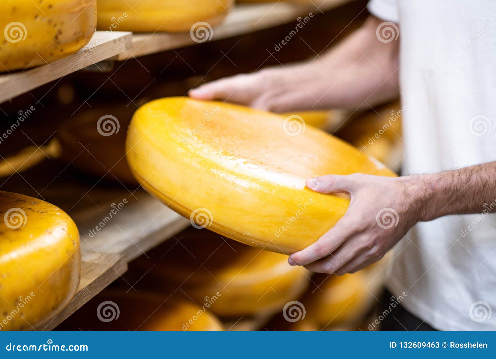 Taking Cheese Wheel at the Manufacturing Stock Image - Image of cellar ...