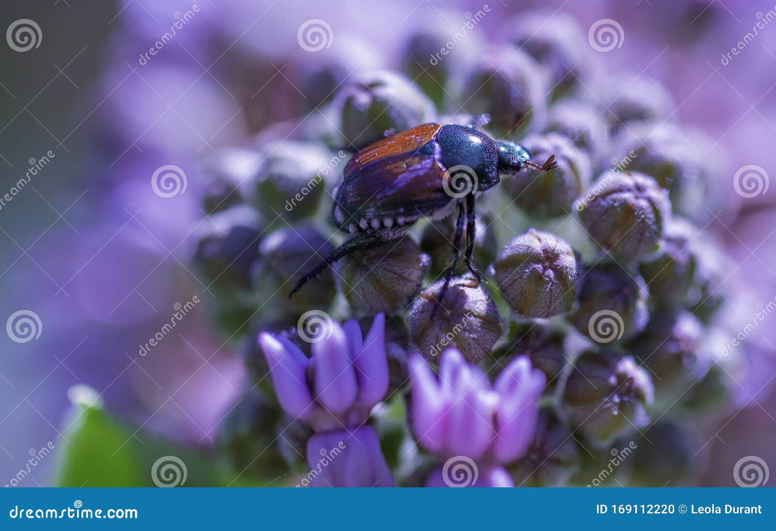 June Bug on a Flower stock photo. Image of flowers, environment - 169112220