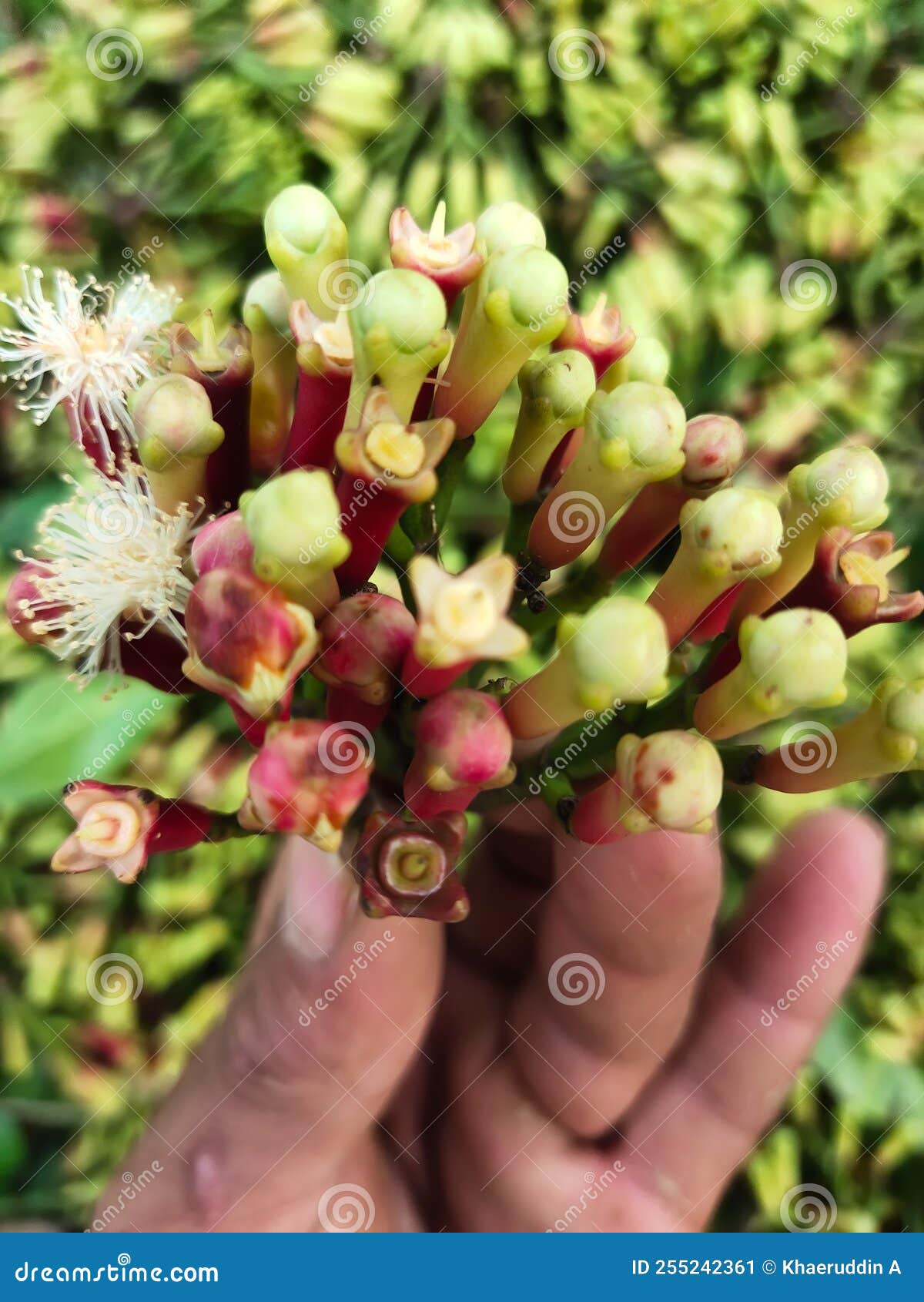 Taking Close-up Photos of Cloves from the Garden Stock Image - Image of ...