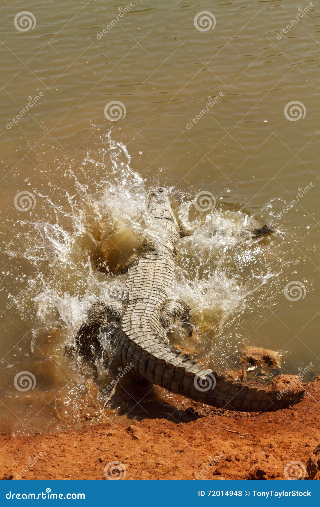 Taking a dive stock photo. Image of leather, african - 72014948