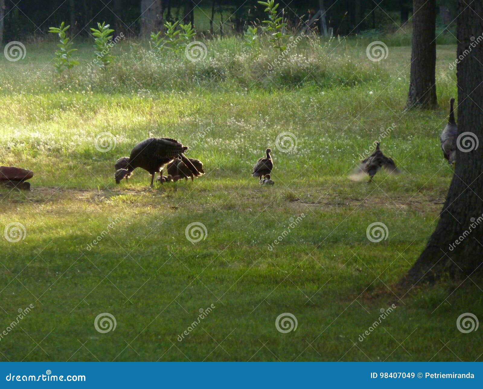 Taking Flight stock image. Image of baby, dinner, stretching - 98407049