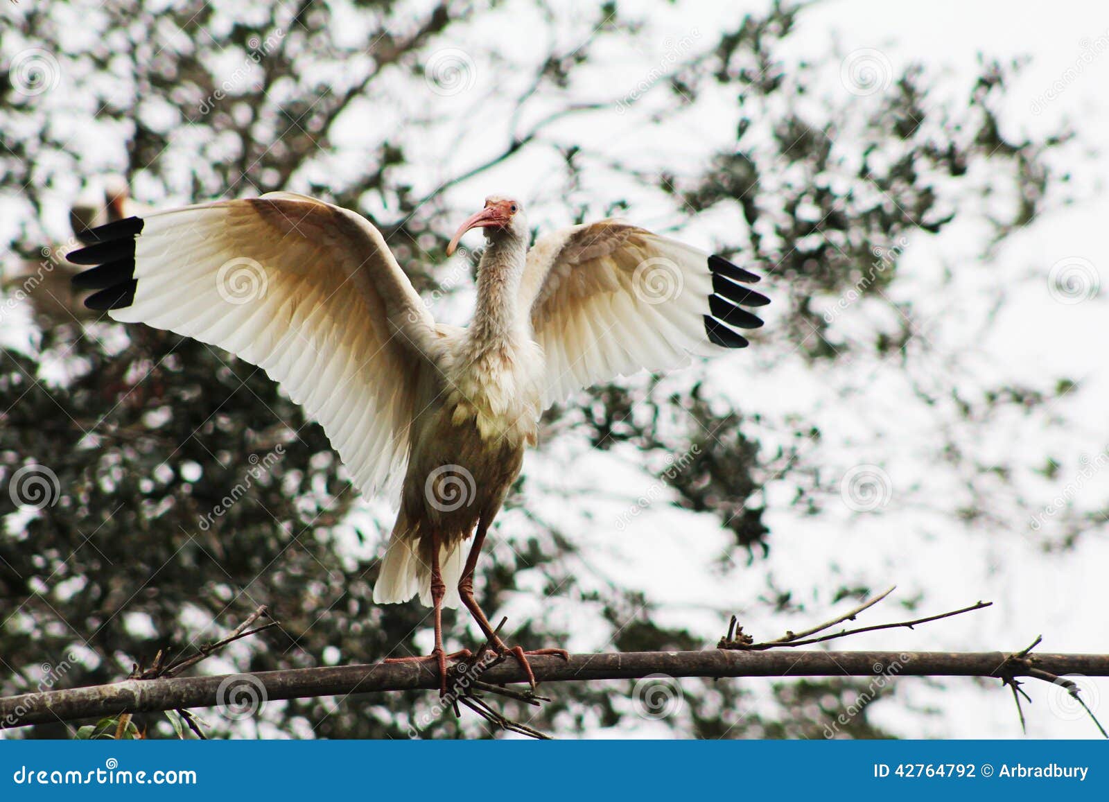 Taking flight stock photo. Image of takeoff, orange, claw - 42764792