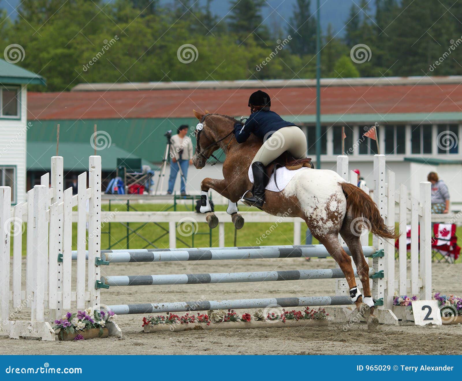 Taking the jump stock image. Image of fitness, grace, stallion - 965029