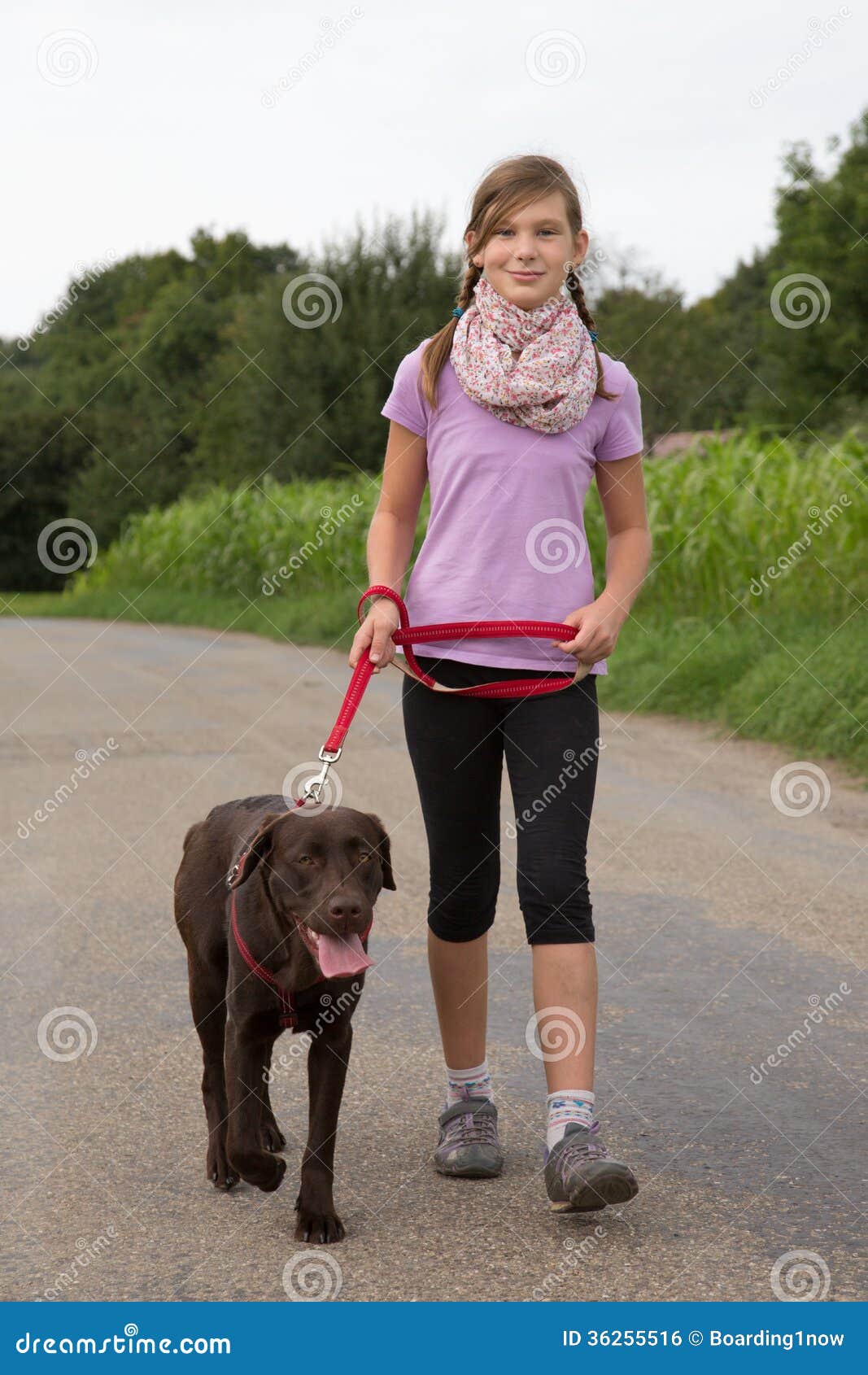 Taking a Labrador Dog for a Walk Stock Photo - Image of labrador, walk ...