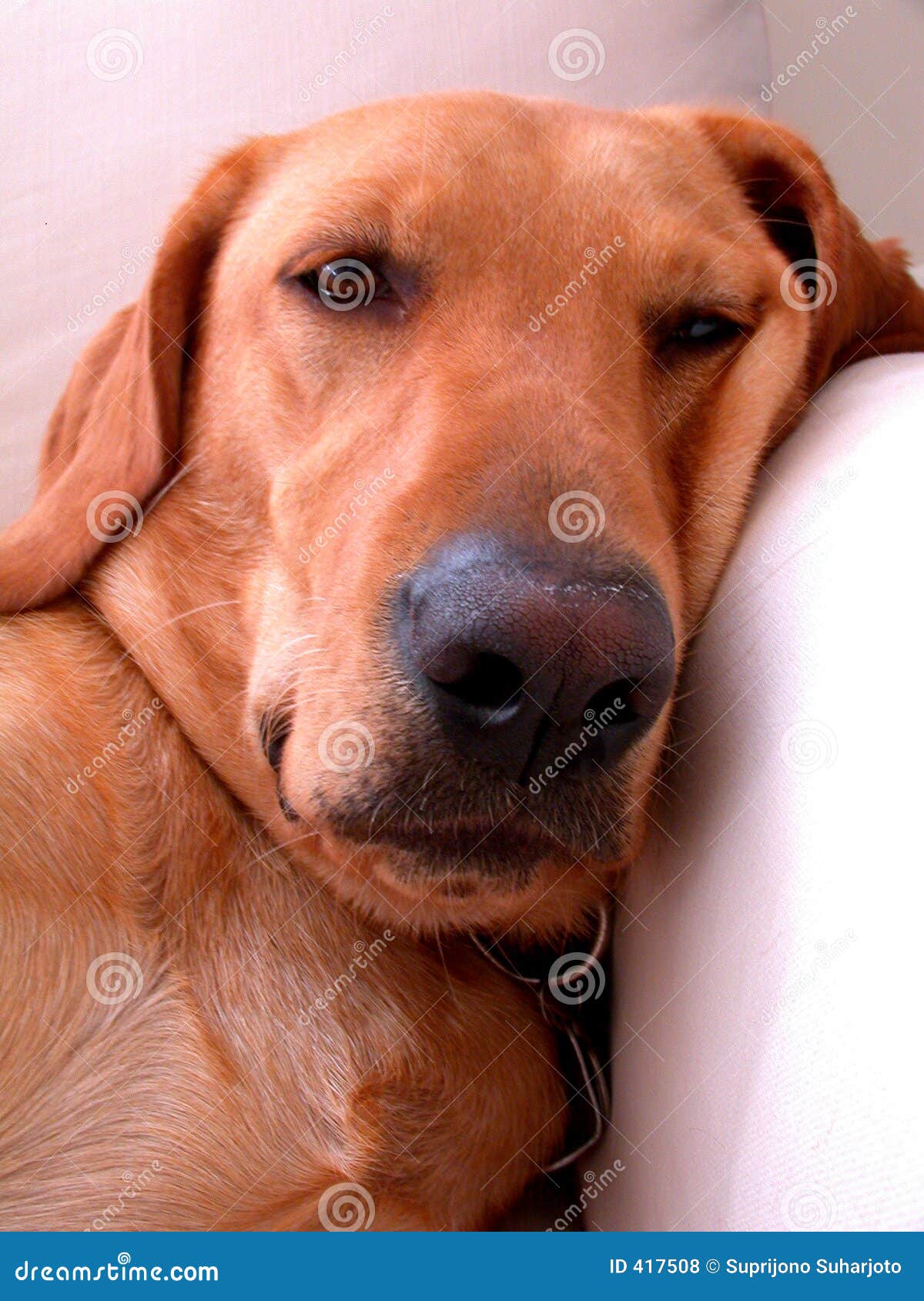 Taking a nap stock photo. Image of canine, retriever, comfy - 417508