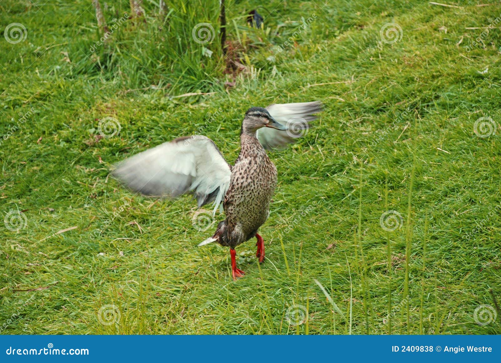 Taking Off Picture. Image: 2409838