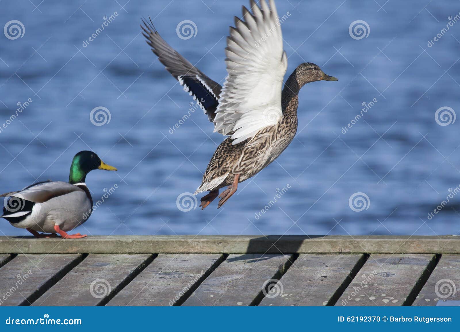 Taking off stock photo. Image of animal, bird, duck, leaving - 62192370