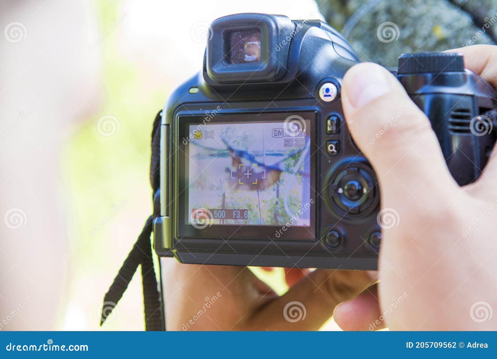 Taking a Photo of a Bee with a Bridge Camera Stock Photo - Image of ...