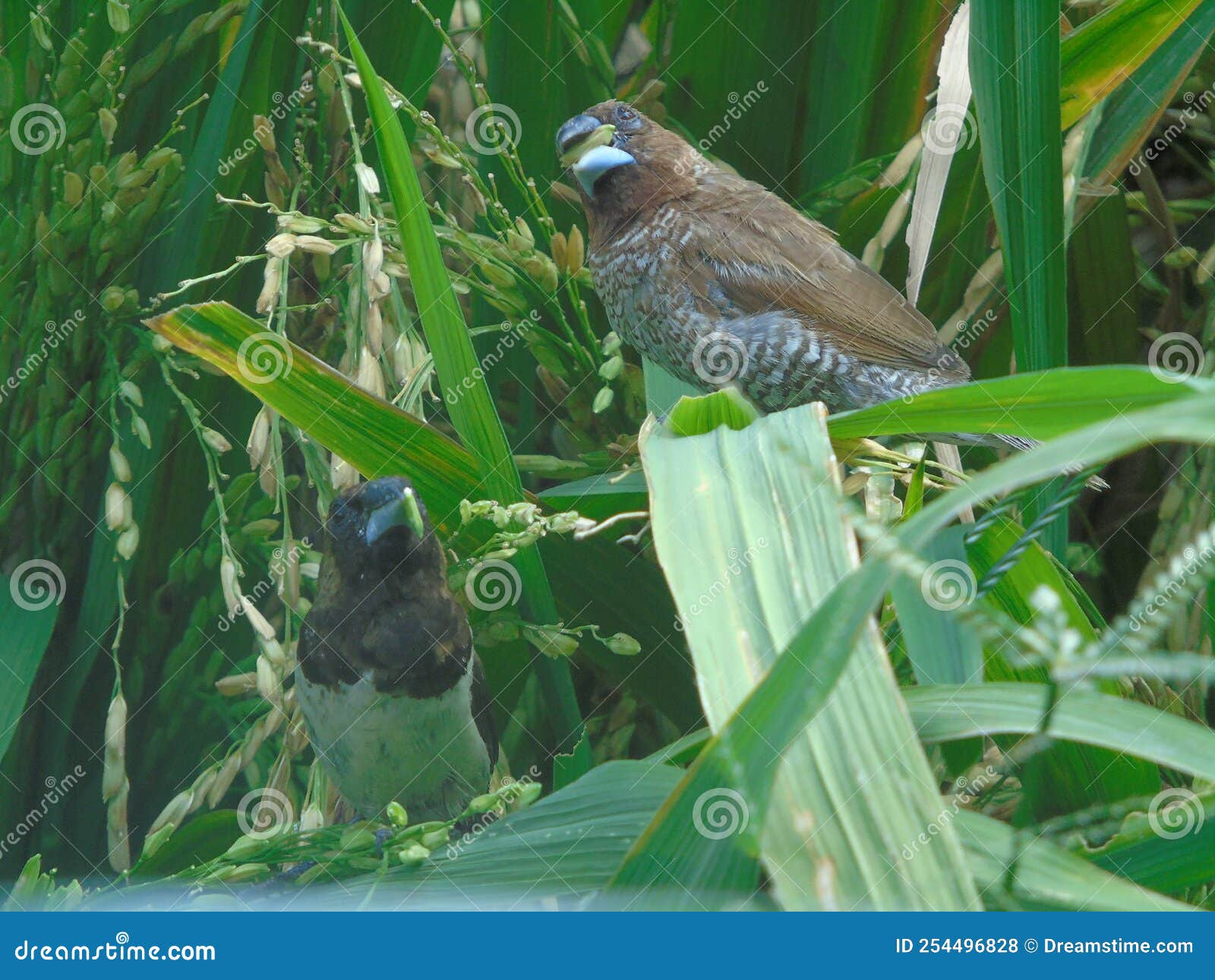 Taking photo birds on farm stock photo. Image of grass - 254496828