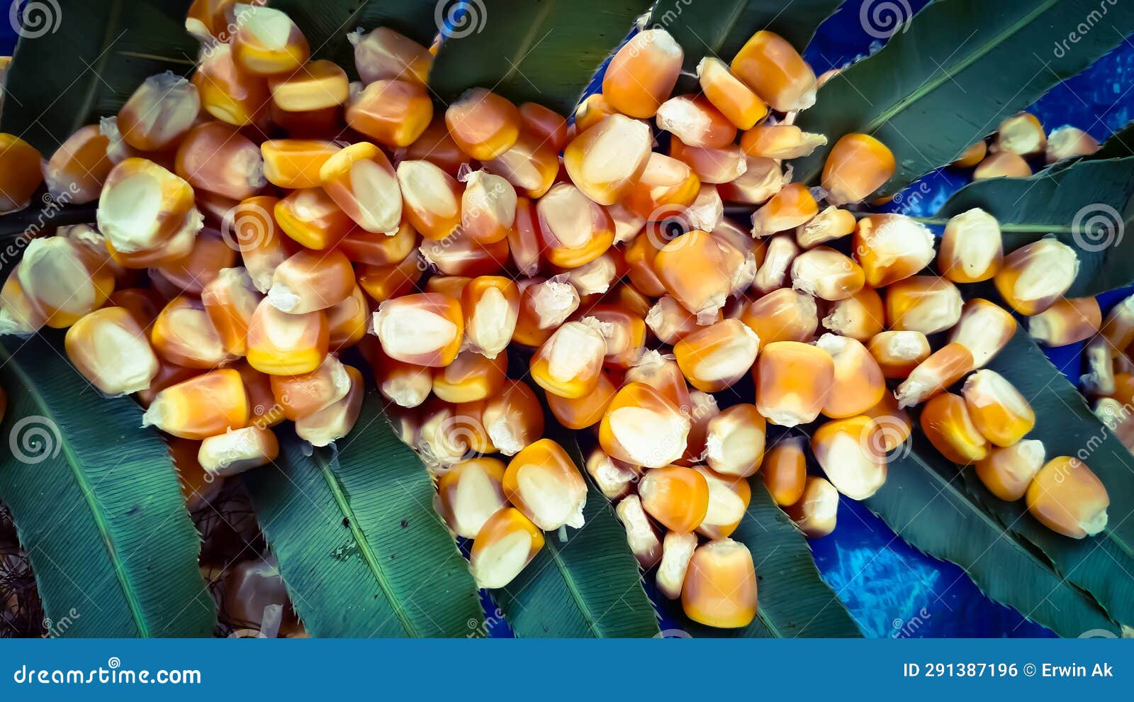 Taking a Photo of Corn Shells Stock Photo - Image of dish, cuisine ...