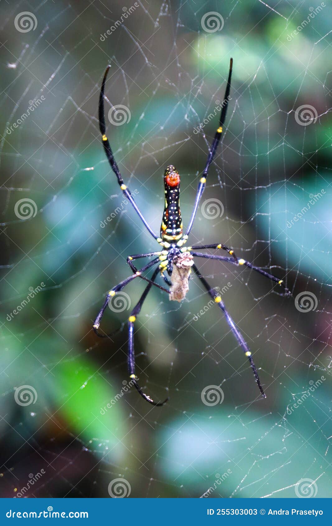 Spiders in the forest. stock image. Image of spiderweb - 255303003