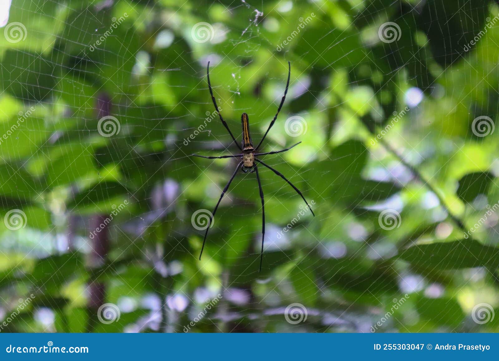 Spiders in the forest. stock image. Image of insect - 255303047