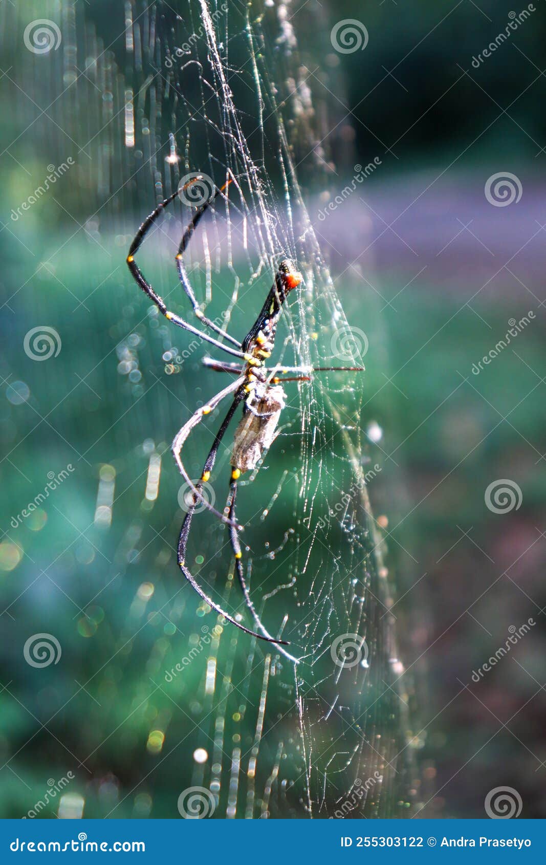 Spiders in the forest. stock photo. Image of nest, nature - 255303122