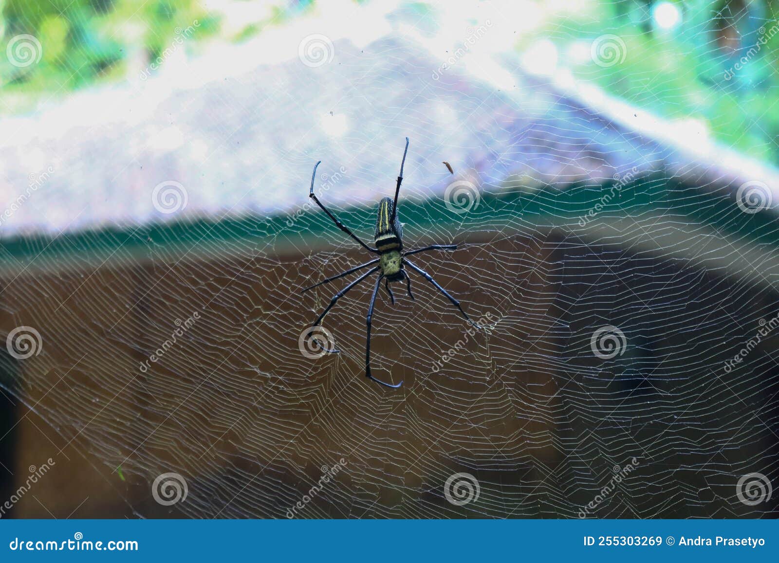 Spiders in the forest. stock image. Image of invertebrate - 255303269