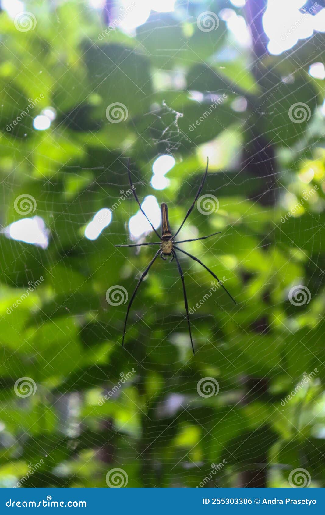Spiders in the forest. stock photo. Image of spiderweb - 255303306