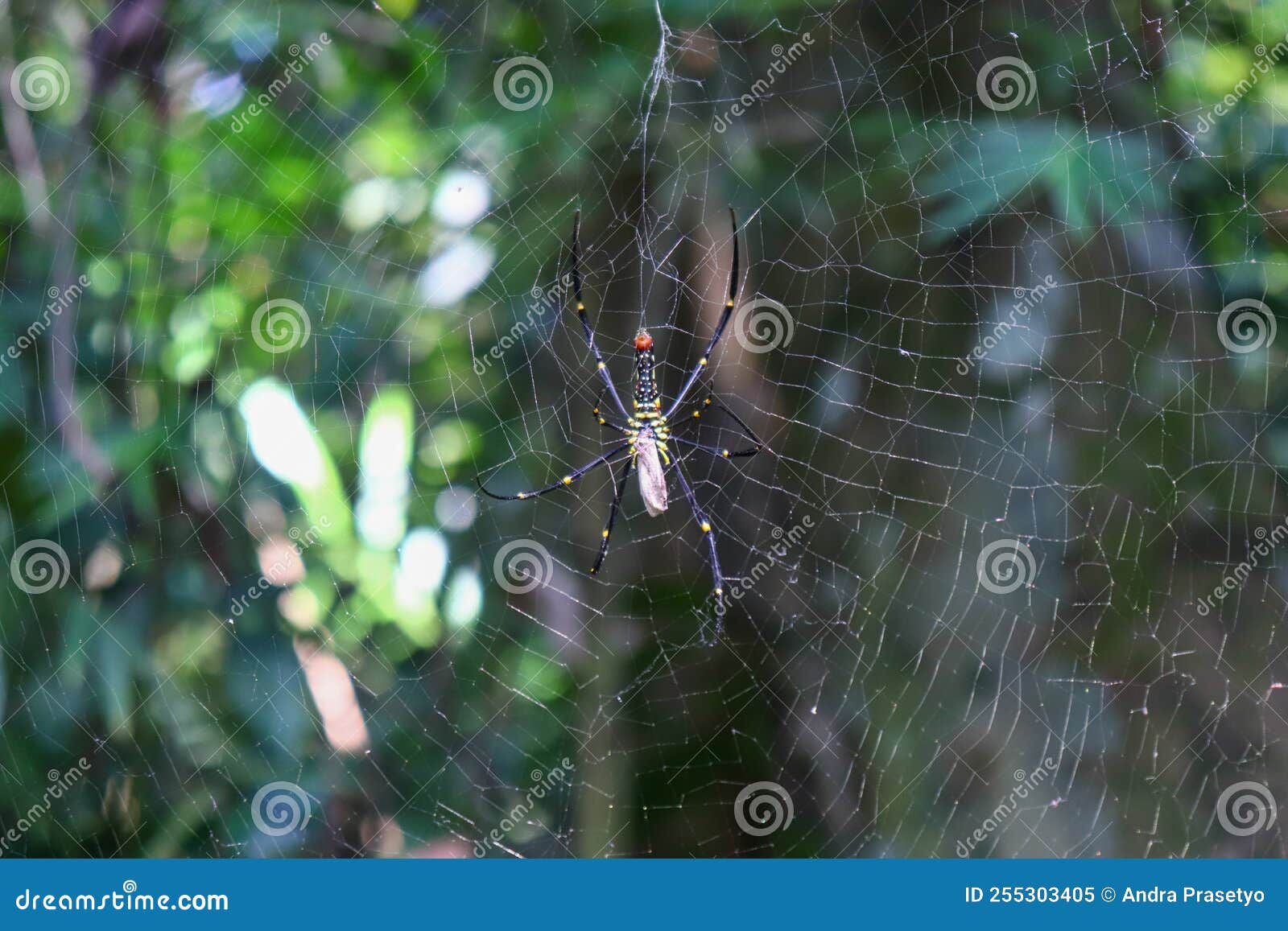 Spiders in the forest. stock image. Image of water, taking - 255303405