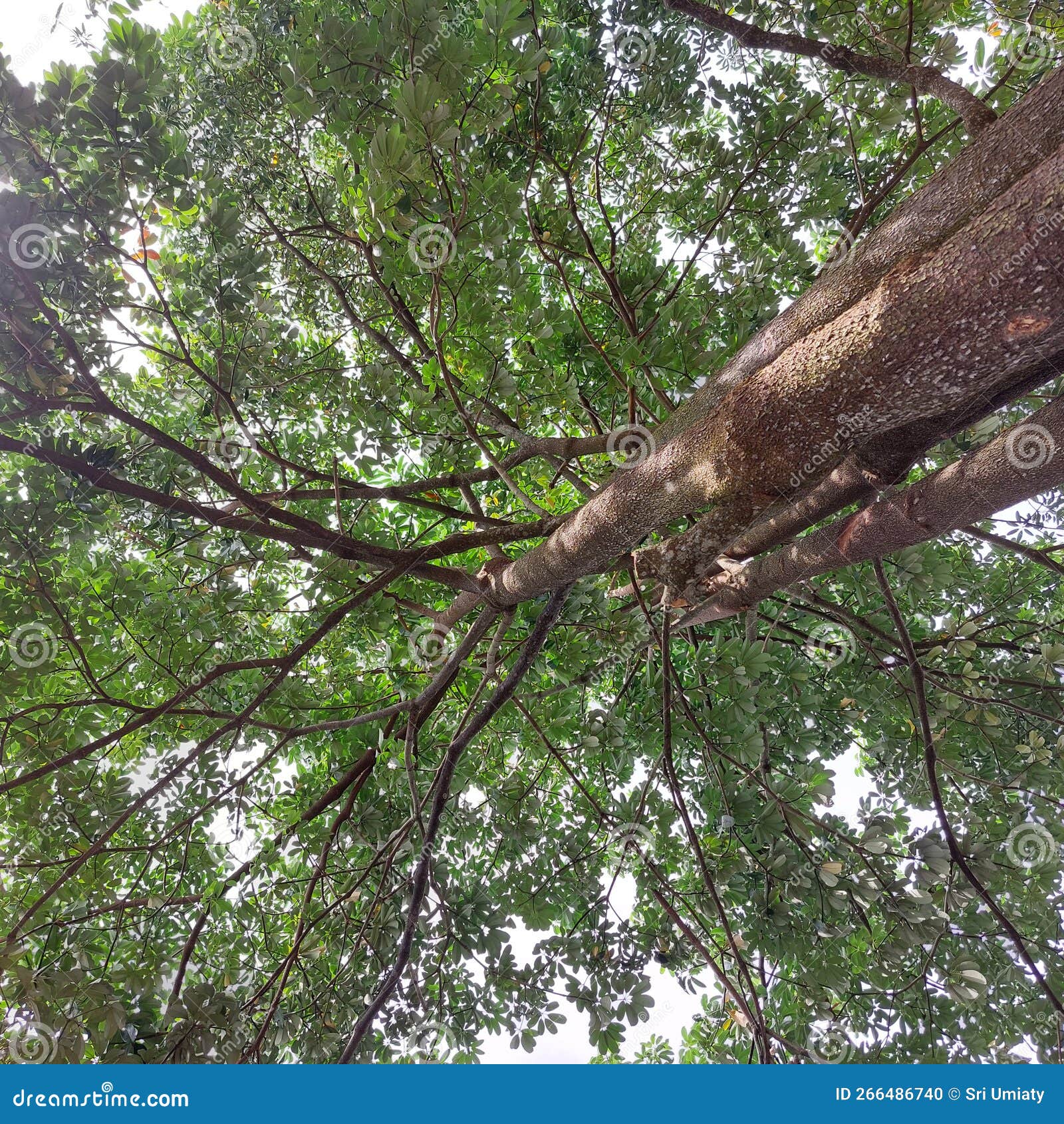 Taking a Picture of Tree while Lying Down Stock Photo - Image of taking ...