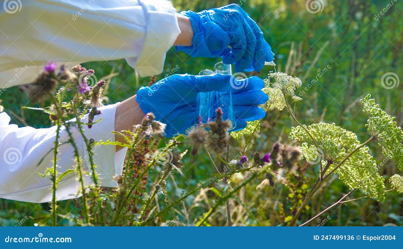 Taking Plant Samples in the Field for Analysis. Stock Photo - Image of ...