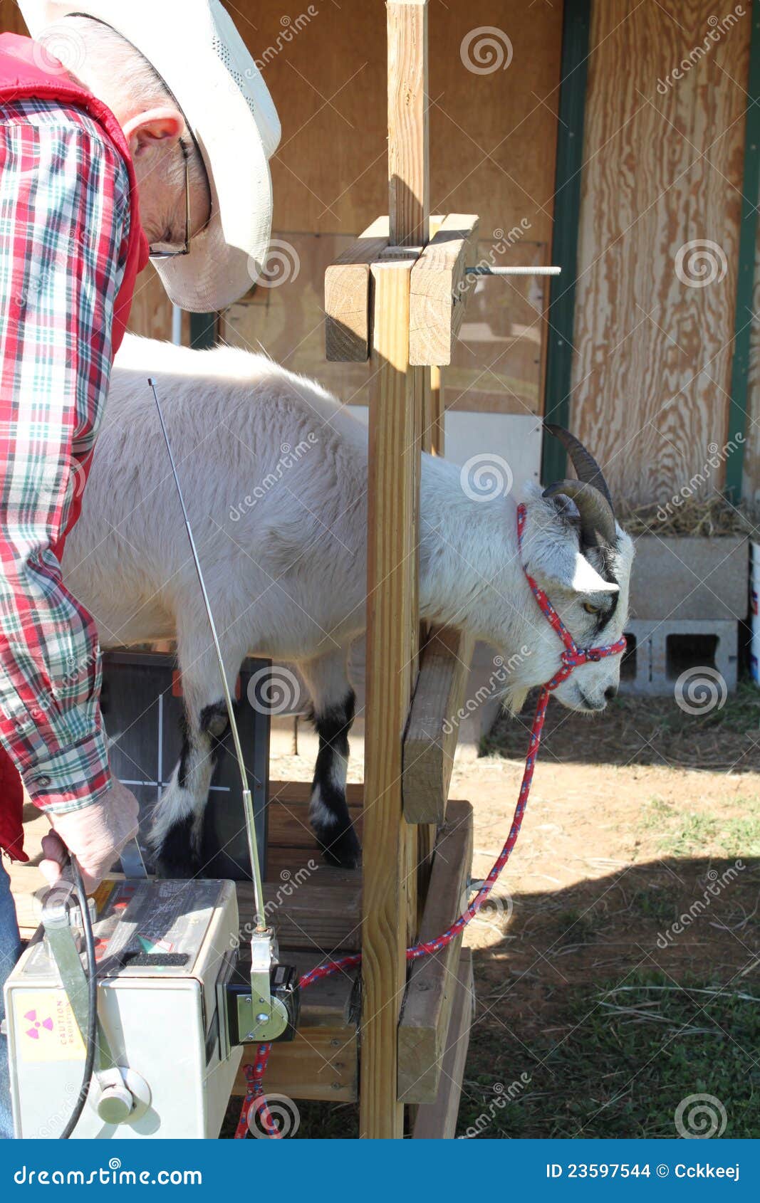 Taking an X-Ray of the Goats Leg 2 Stock Photo - Image of animal ...