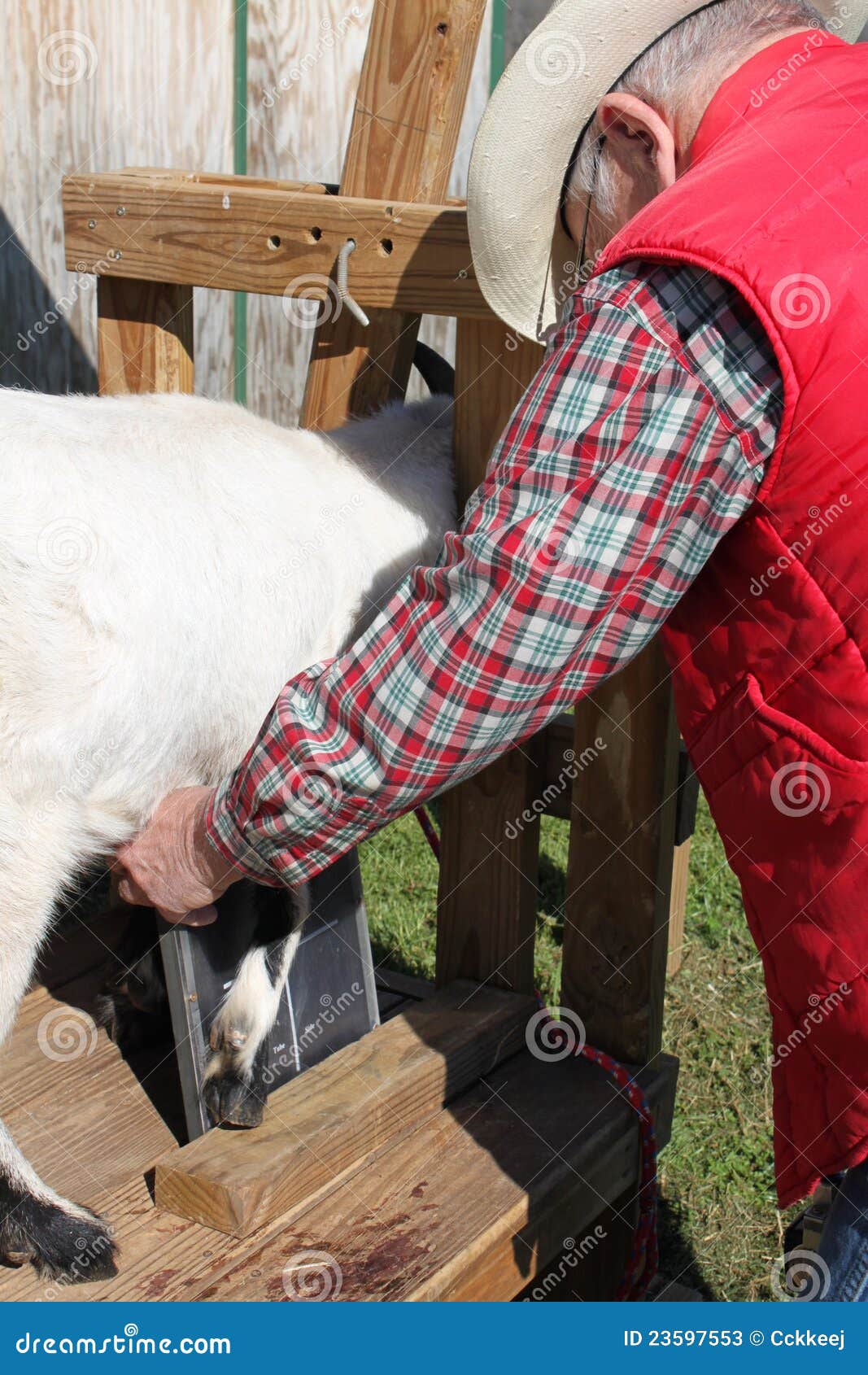 Taking an X-Ray of the Goats Leg Stock Image - Image of white, large ...