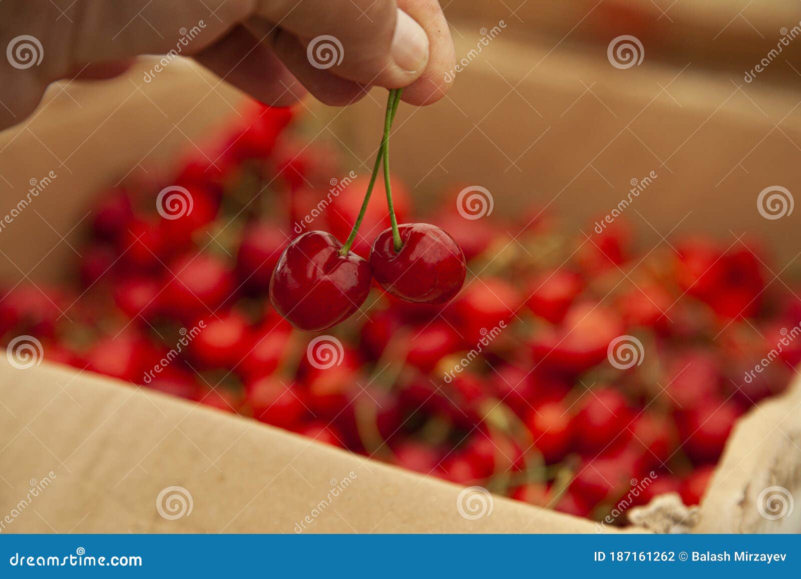 Taking Red Cherries from the Cardboard Cherry Box Stock Photo - Image ...