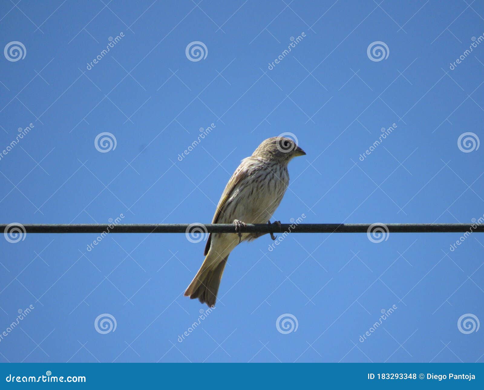 Taking a rest of flying stock photo. Image of twig, rest - 183293348