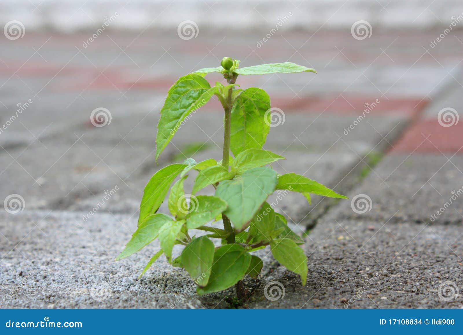 Taking root. stock photo. Image of rock, life, sidewalk - 17108834