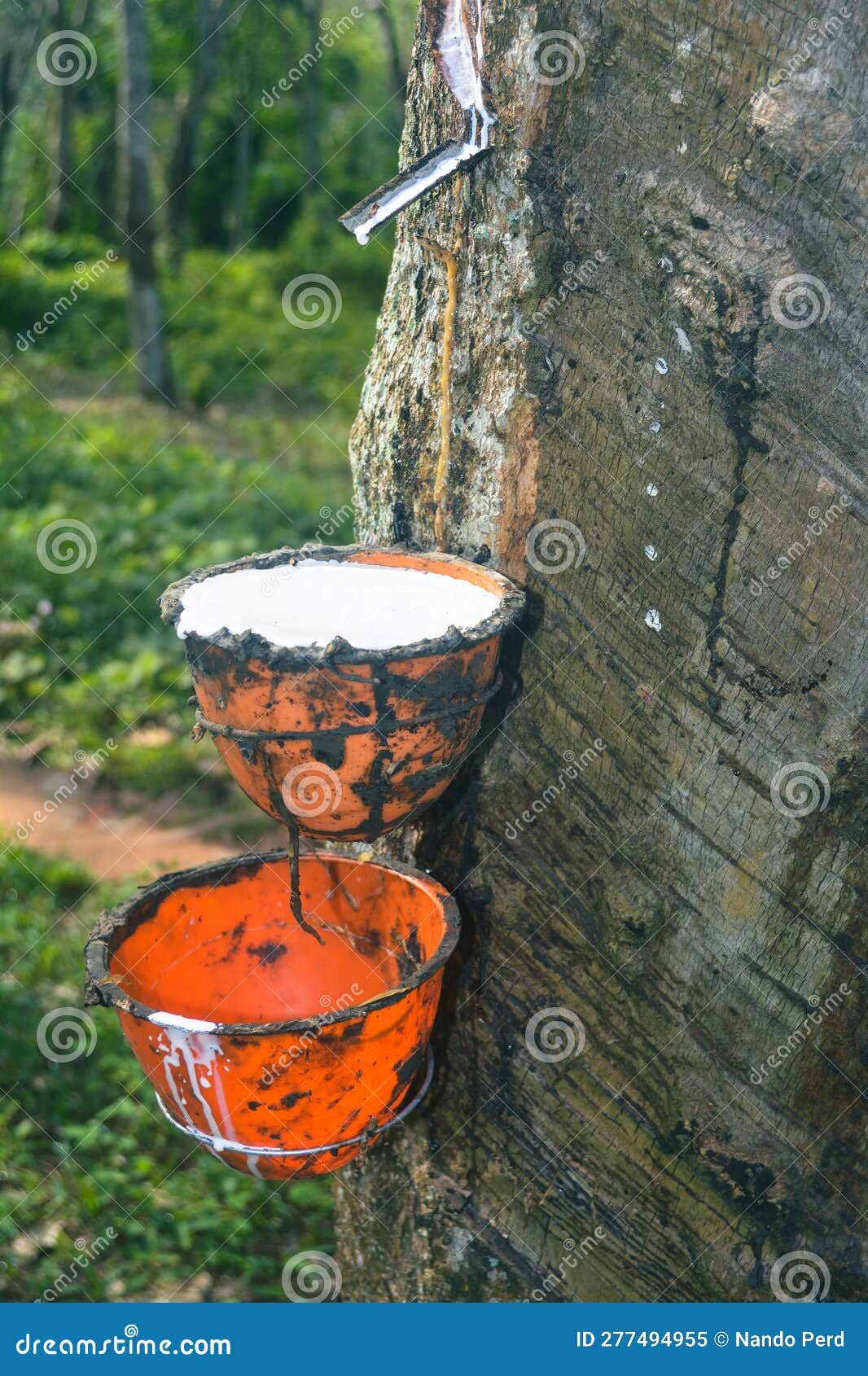 Taking Rubber Sap stock image. Image of tree, produce - 277494955