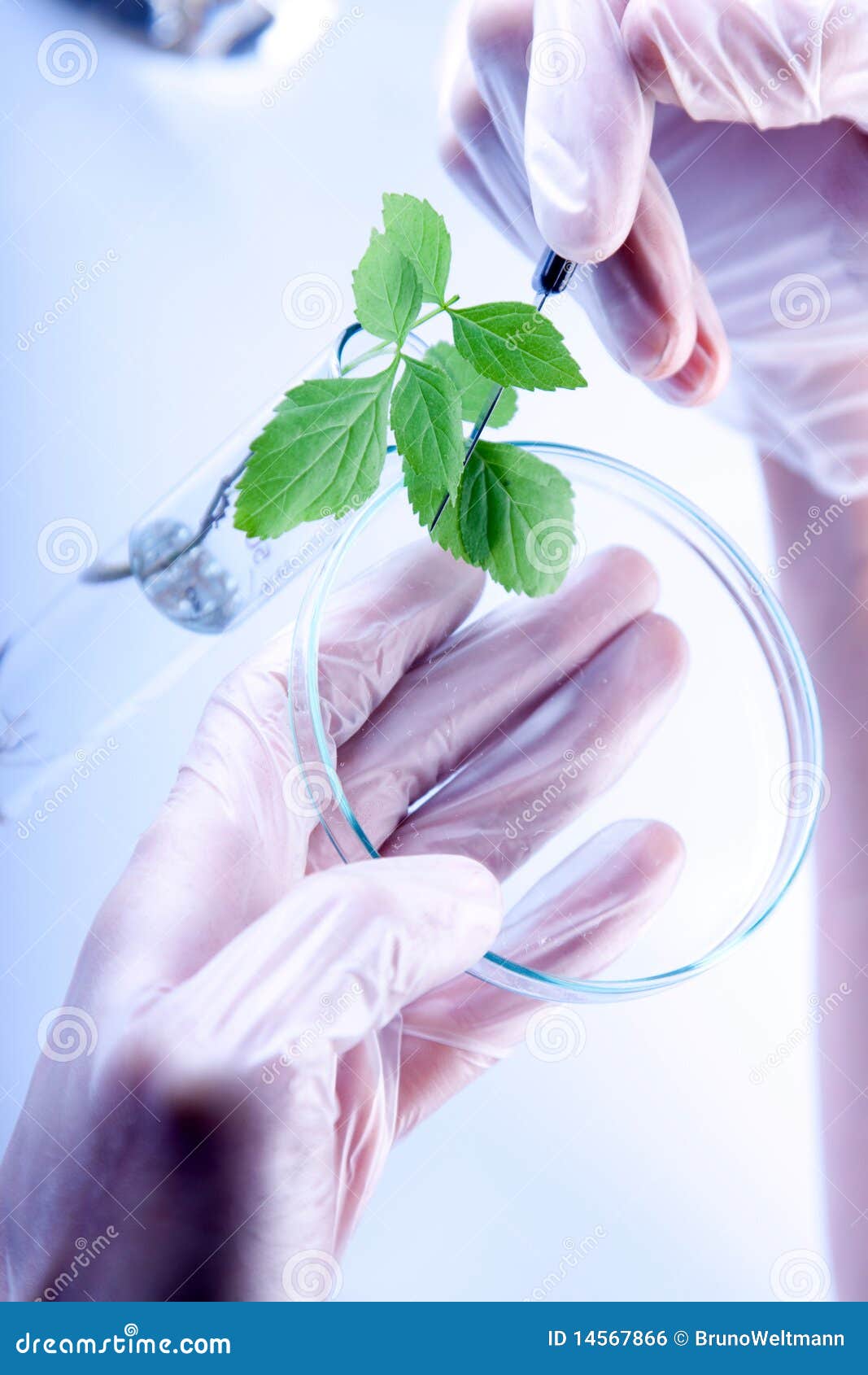 Taking sample stock photo. Image of agronomy, glass, nature - 14567866