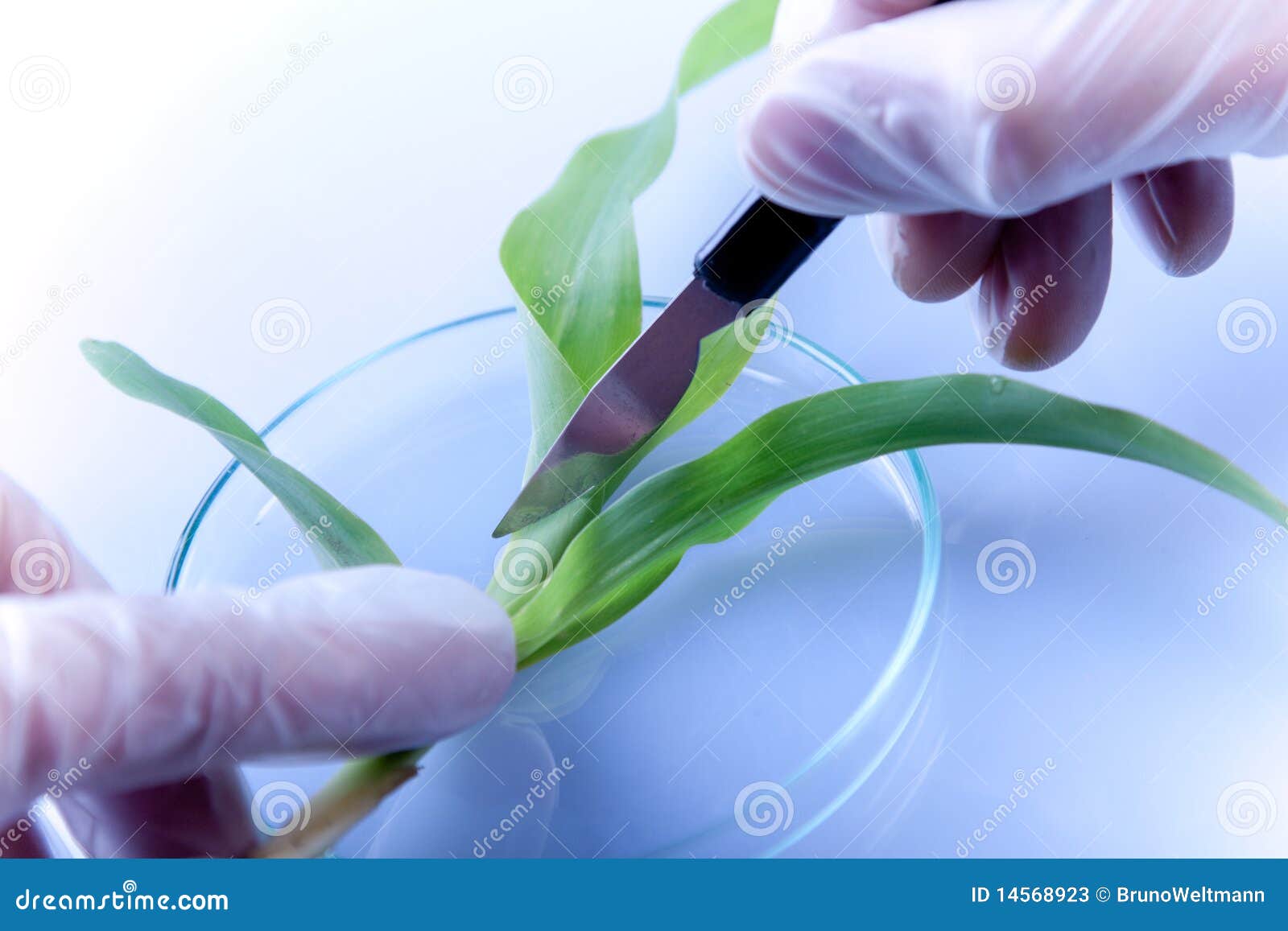Taking sample stock image. Image of biochemistry, grow - 14568923