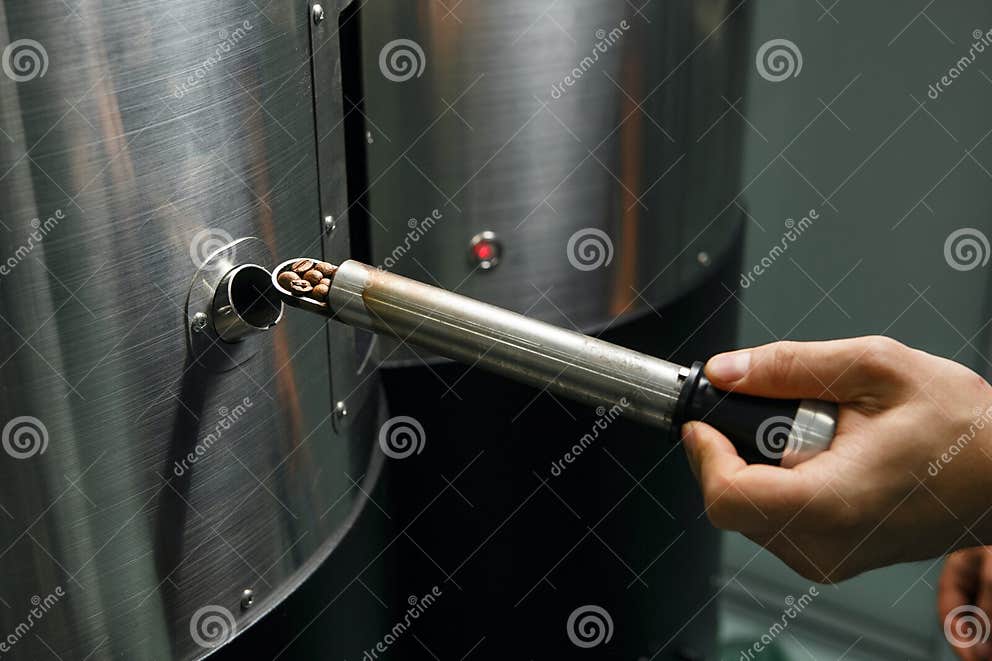 Taking Sample of Coffee Beans from Roaster during Roasting Process ...