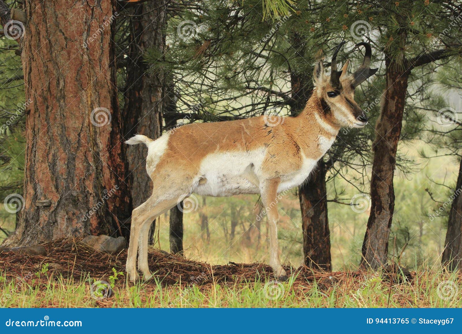 Taking Shelter from the Rain Stock Image - Image of spring, pine: 94413765