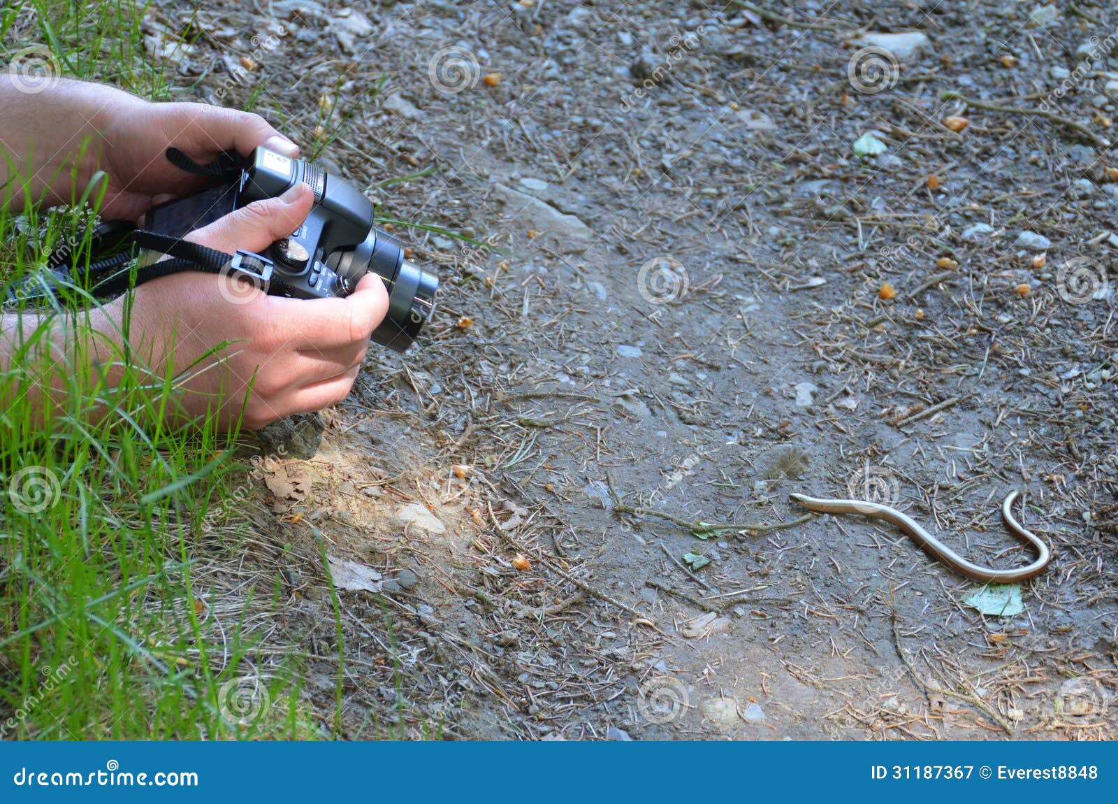 Taking a Shot of a Slow-worm Stock Image - Image of taking, shot: 31187367