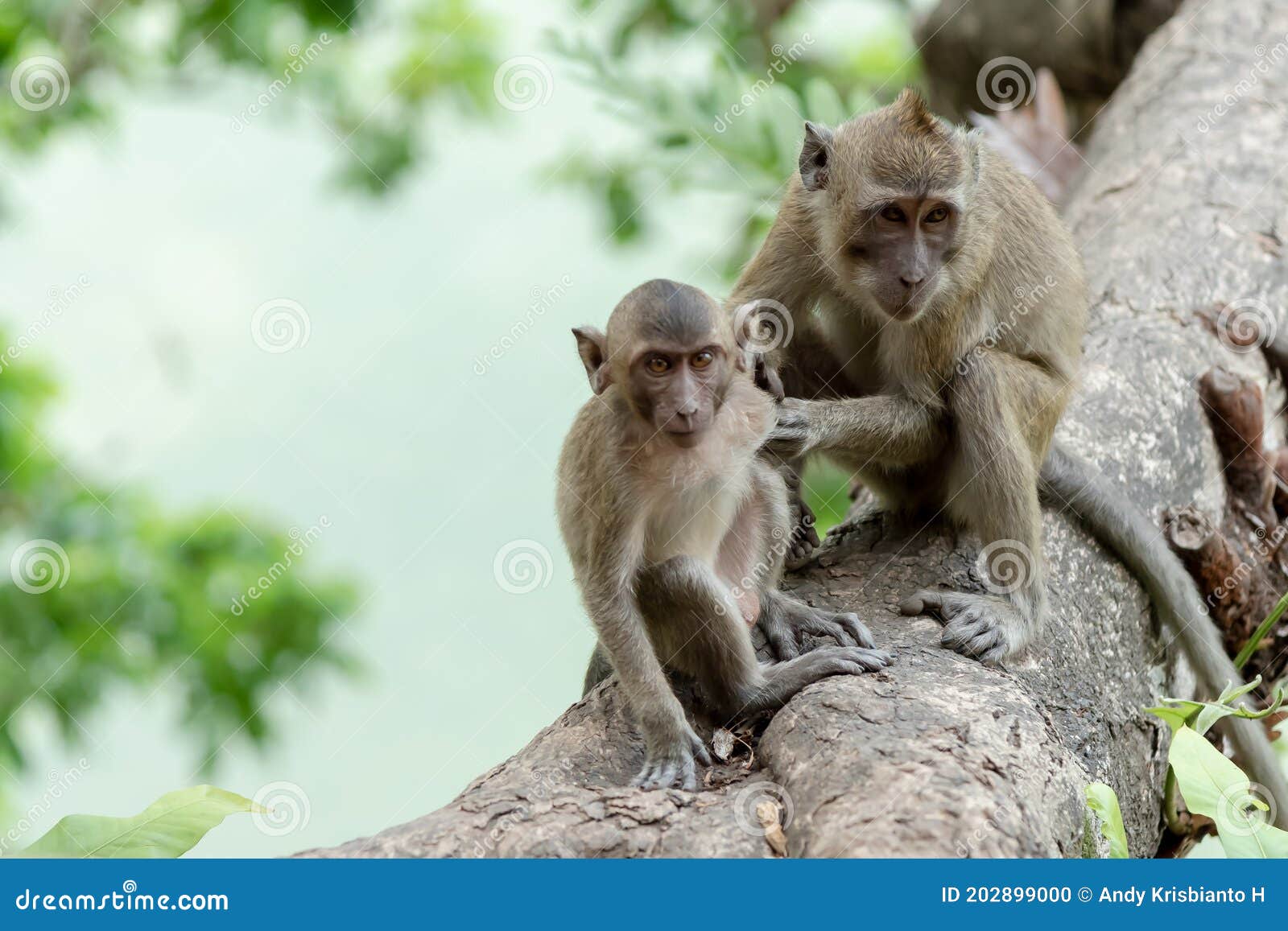 The face of two monkeys stock photo. Image of hair, looking - 202899000