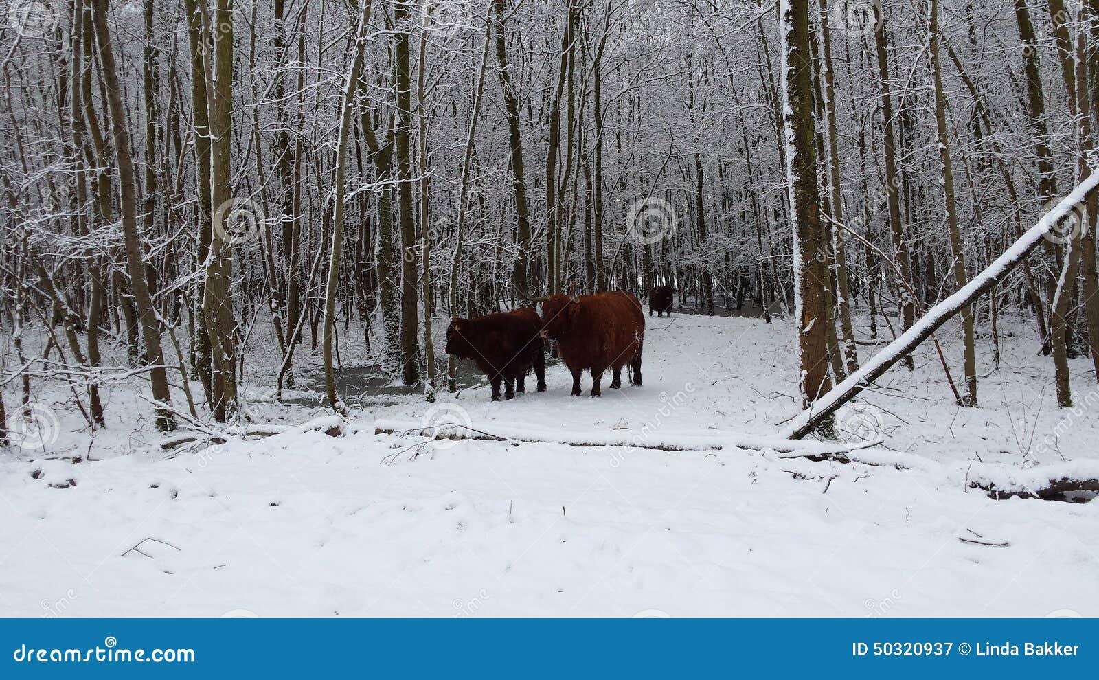 Taking a stroll stock image. Image of stroll, family - 50320937