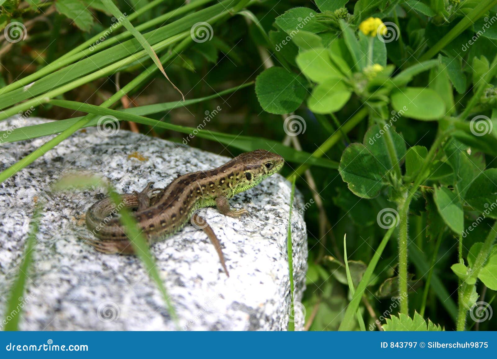 Taking a sunbath stock image. Image of meadows, spring - 843797