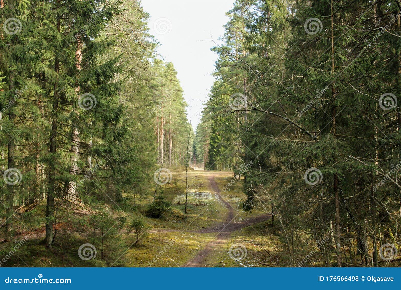 Taking a Walk in the Nature Park. Forest Trails that Intersecting Stock ...