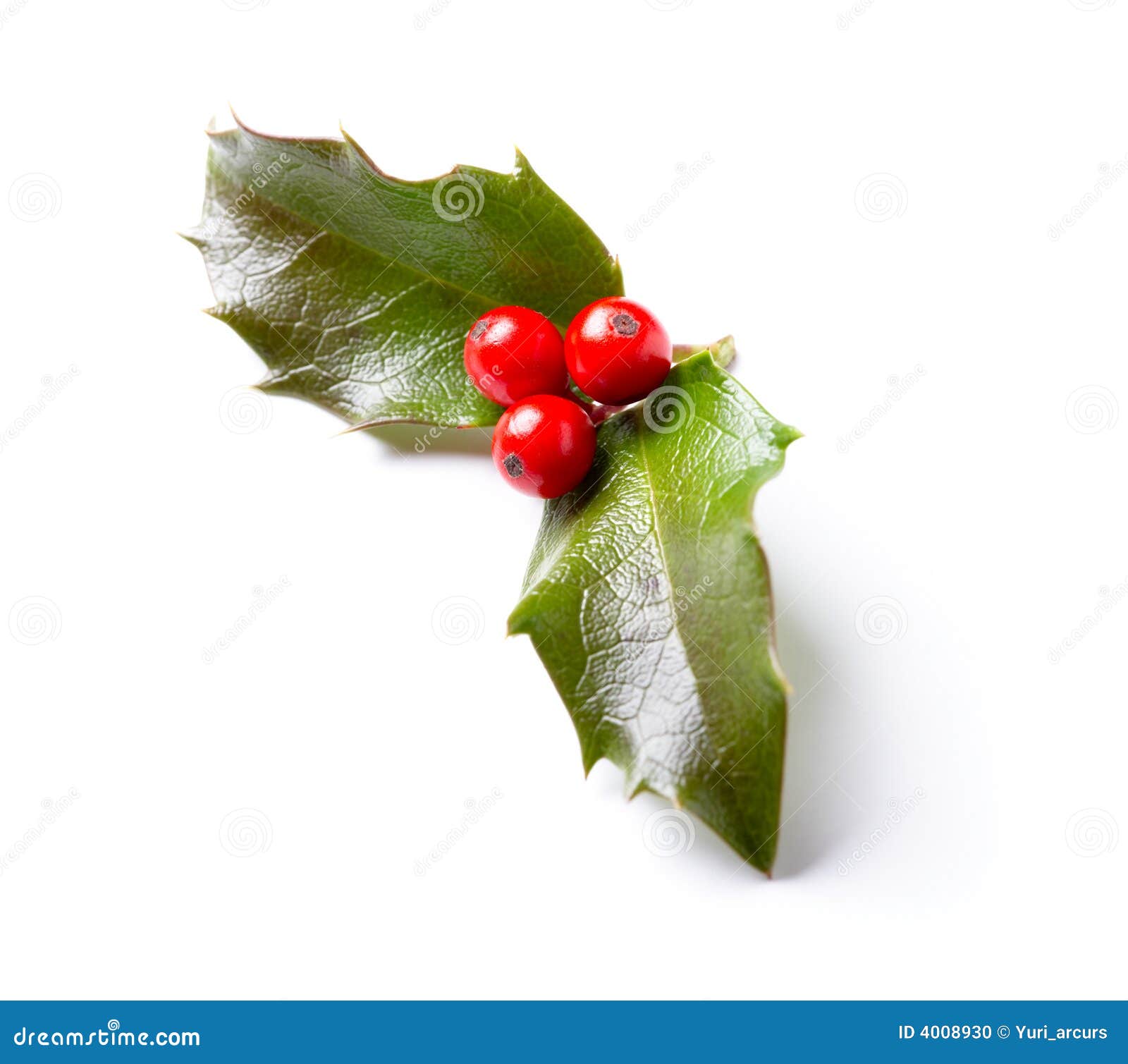 Takje van Hulst stock foto. Image of viering, enkelvoudig - 4008930