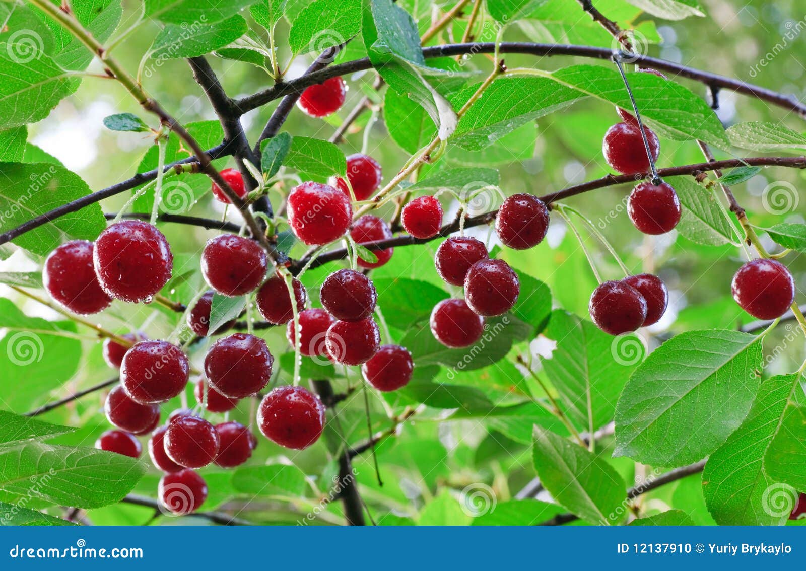 Takje Van Kers-boom Met Rode Kersen Stock Foto - Image of macro ...