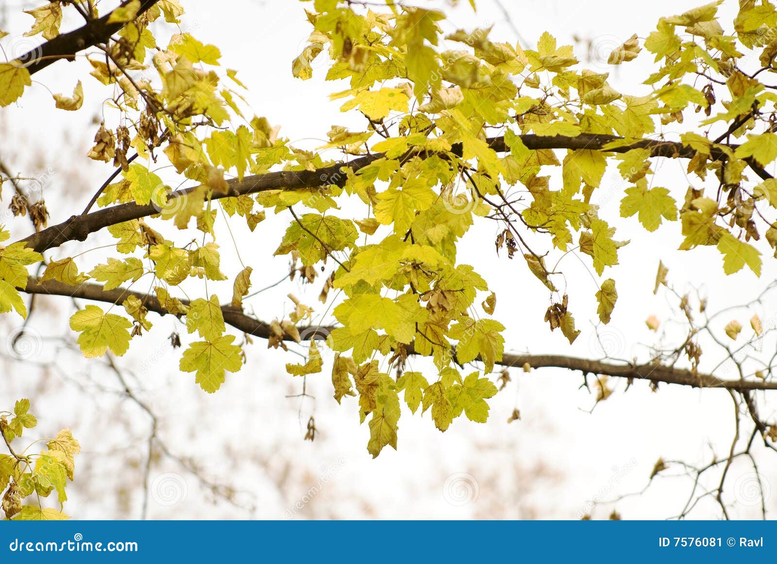 Takken van boom stock afbeelding. Image of samenvatting - 7576081