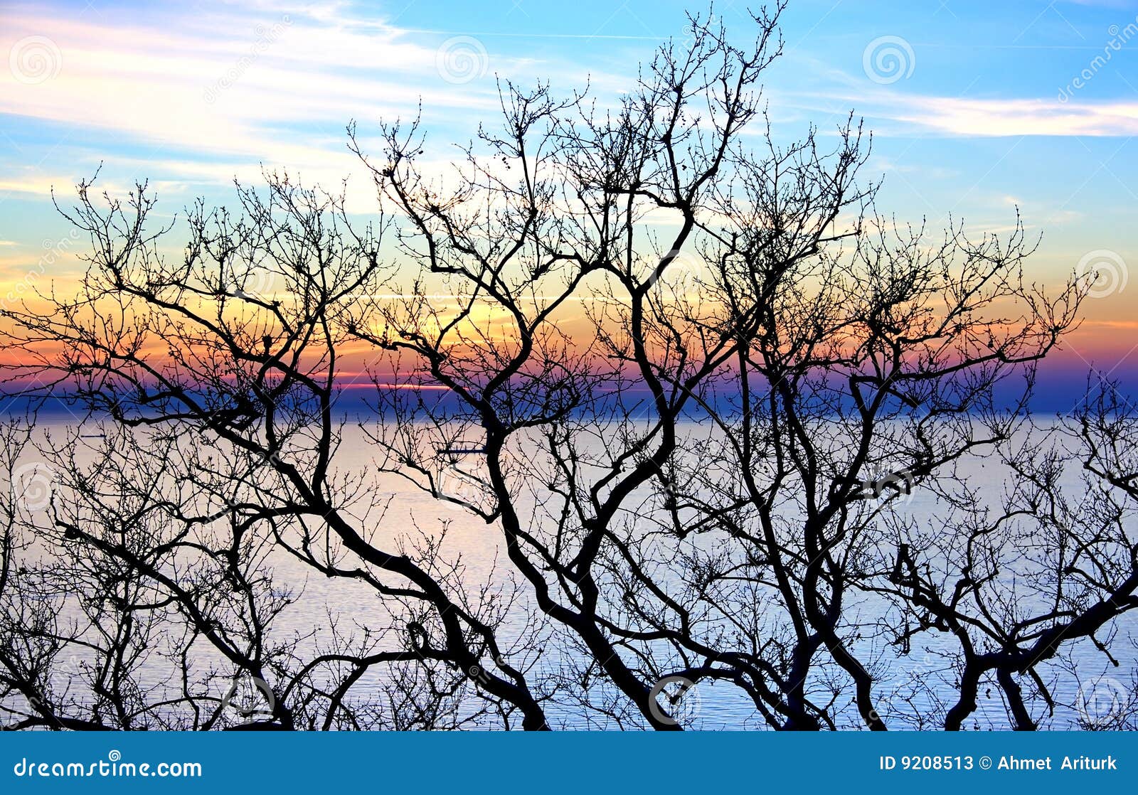 Takken van kale boom stock afbeelding. Image of najaar - 9208513