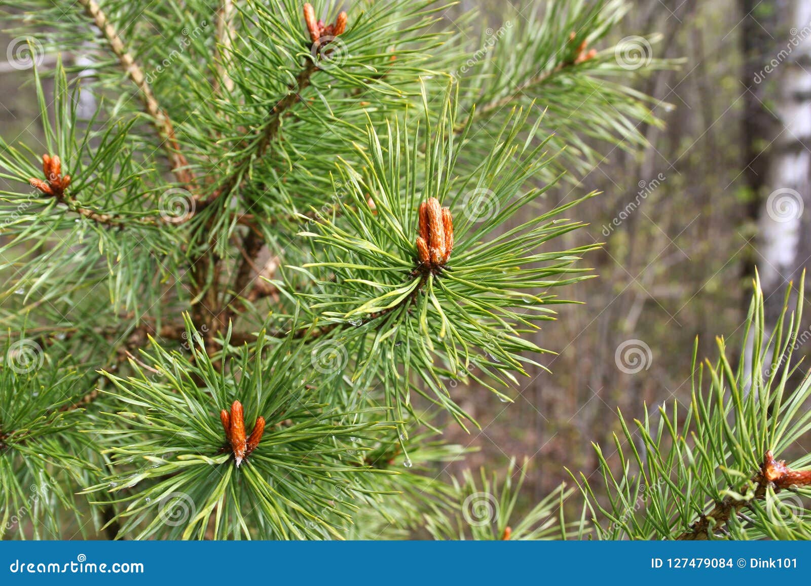 Takken van naaldboom stock foto. Image of naaldboom - 127479084