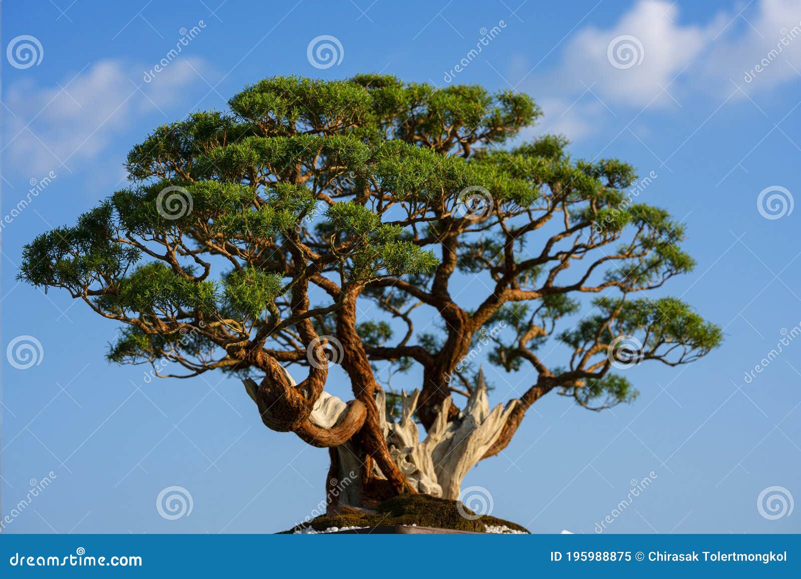 Tako Tree Bending in a Garden.Bonsai Ebony Element Tree for Decorate ...