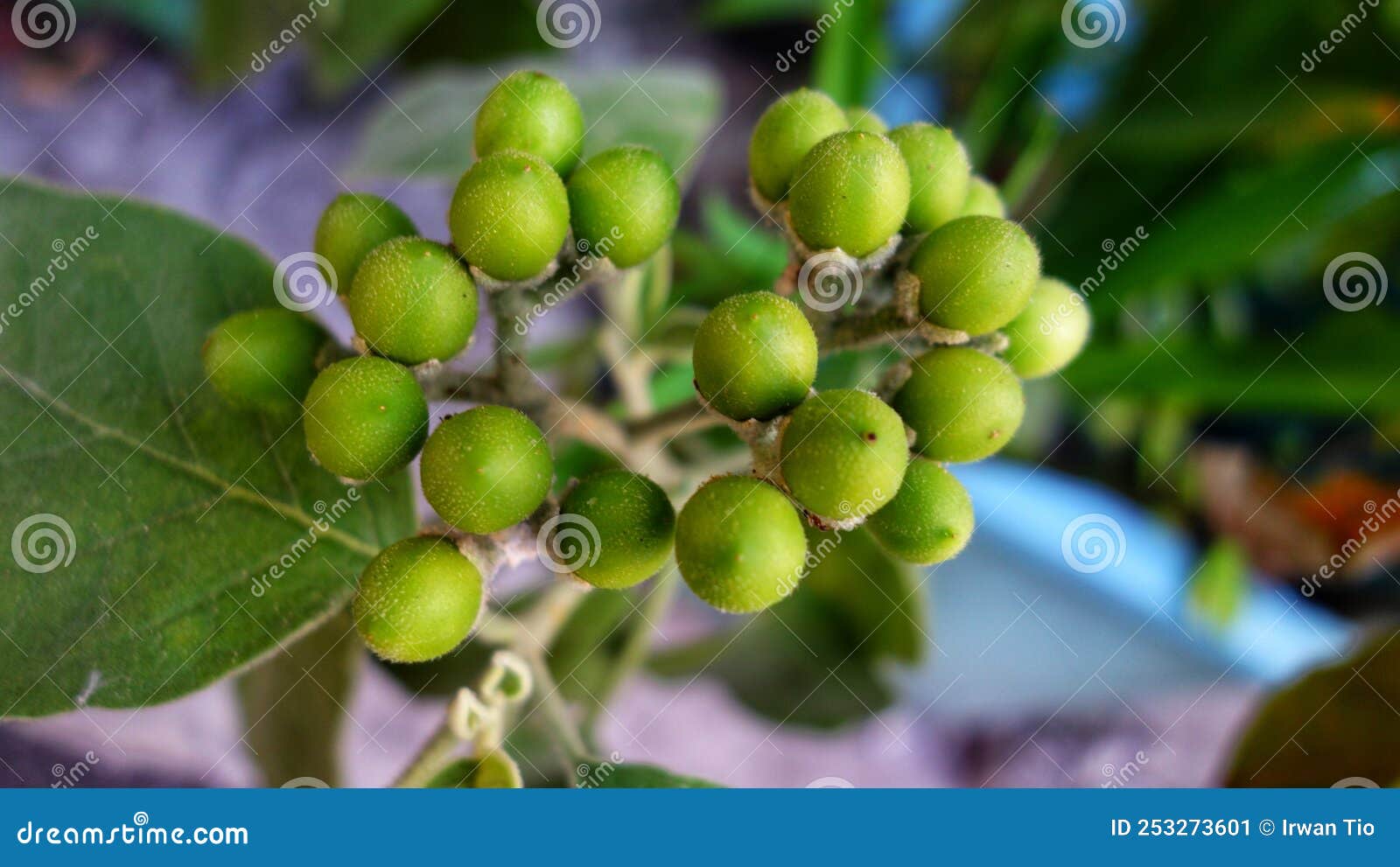 Takokak Vegetable from Indonesian Stock Image - Image of plant, berry ...