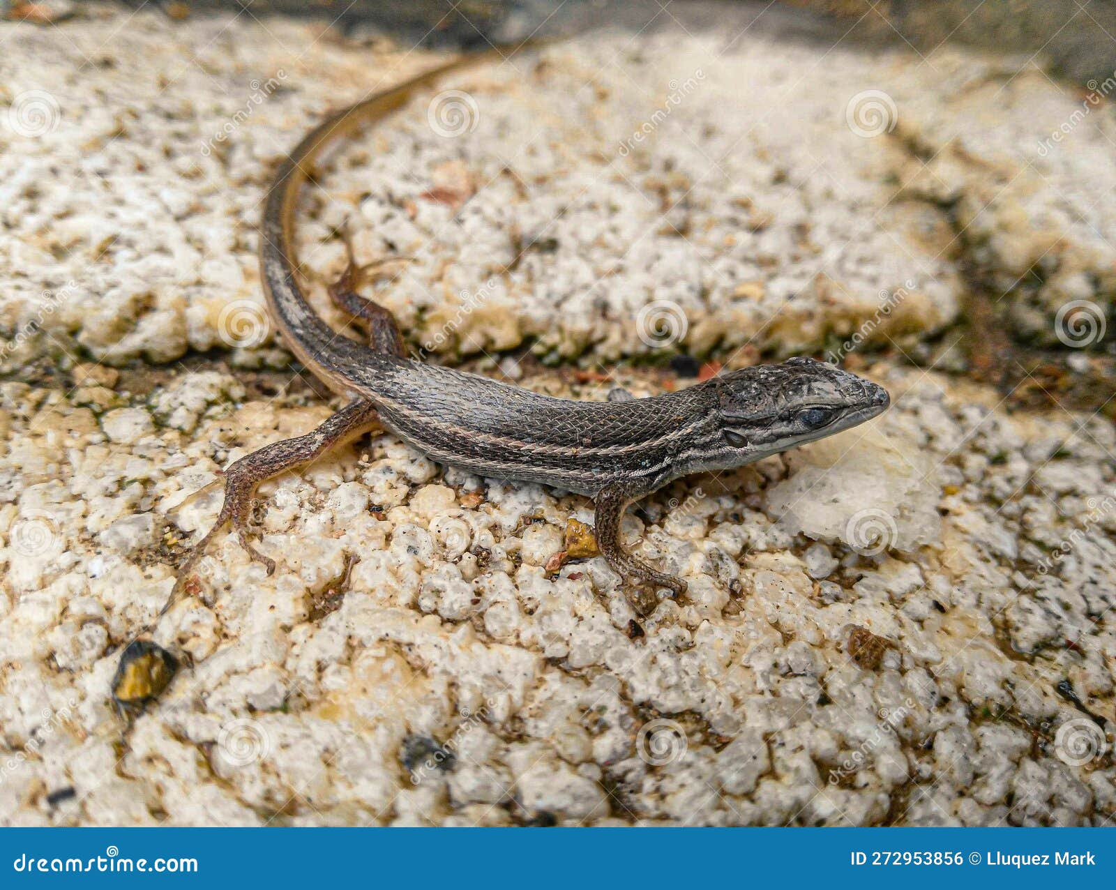 Takydromus Lizard Sleeping Exposed Stock Photo - Image of animal, stone ...