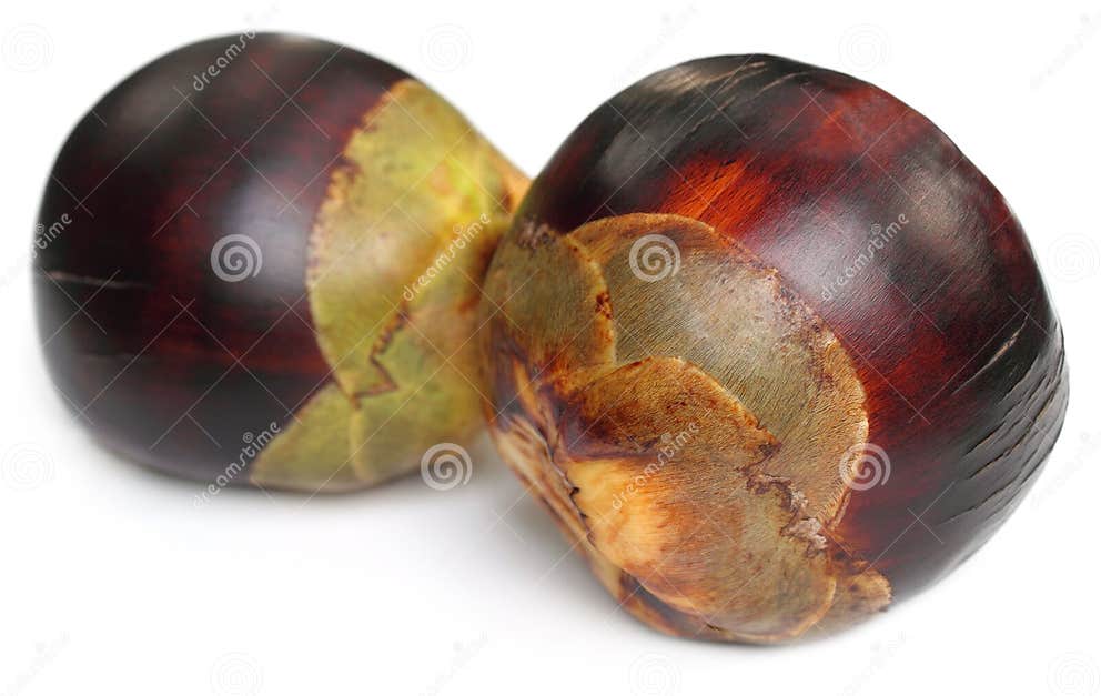 Tal Fruit of Indian Subcontinent Stock Photo - Image of agricultural ...