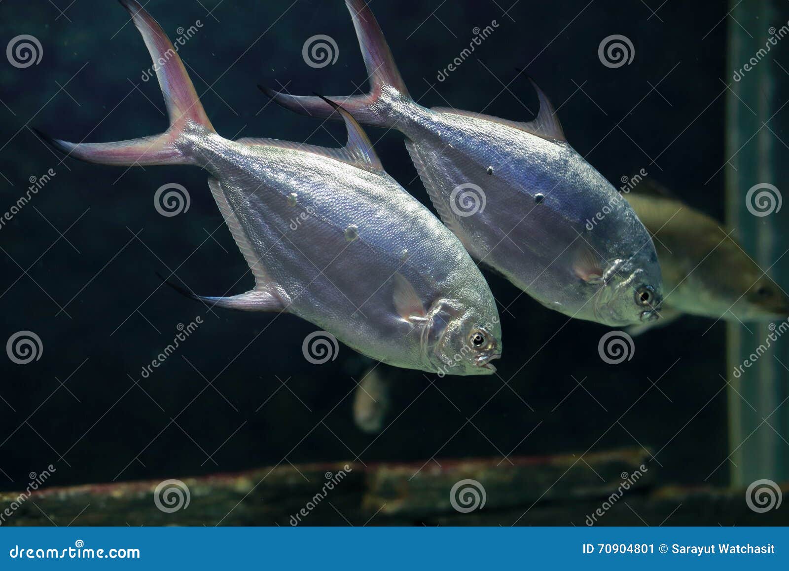 Talang Fish Stock Photos - Free & Royalty-Free Stock Photos from Dreamstime