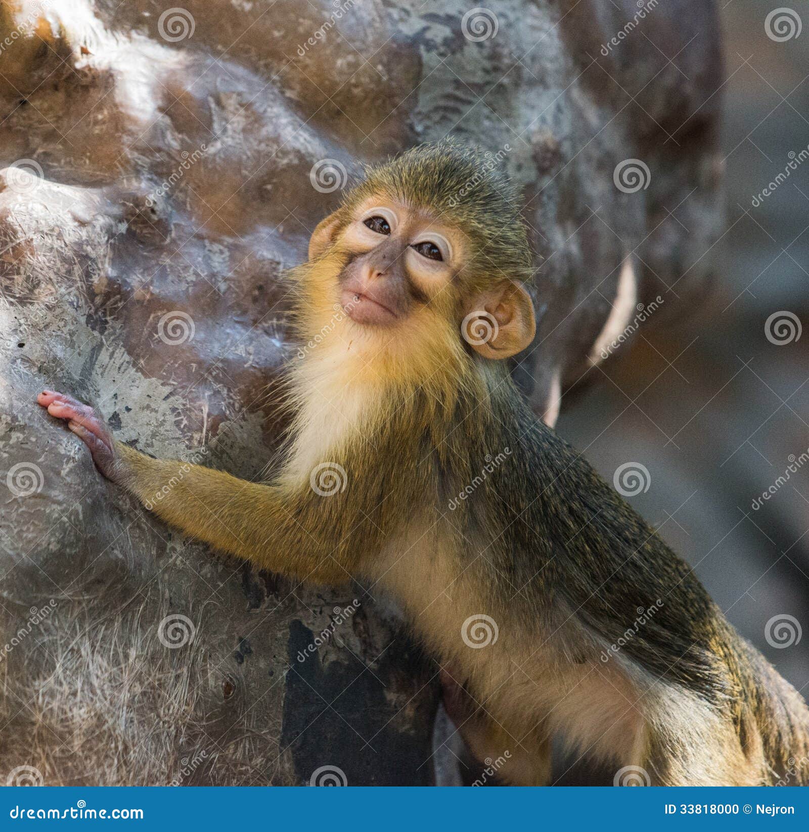 Talapoin du Gabon photo stock. Image du paisible, agile - 33818000
