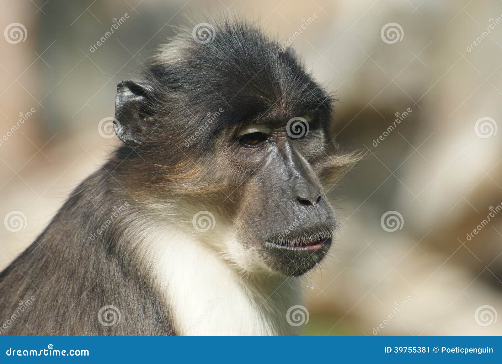 Talapoin - Miopithecus - Close-up Image Stock Image - Image of animal ...