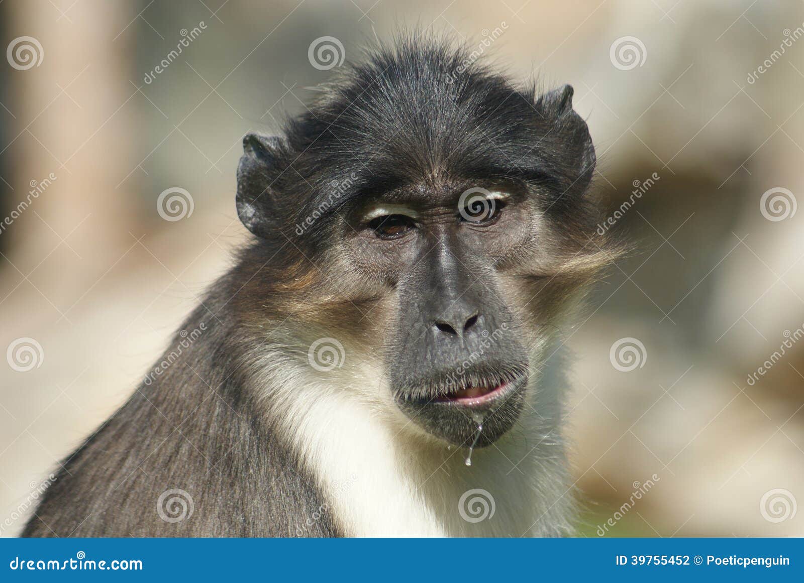 Talapoin - Miopithecus - Close-up Image Stock Photo - Image of wise ...